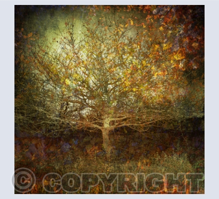 Artist's Page